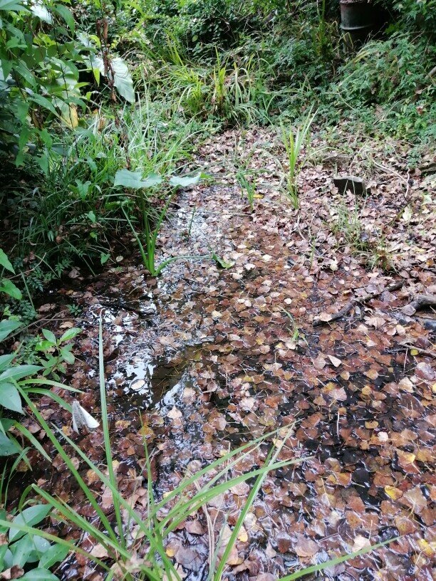 Wetland Gully in Hamilton | EIA
