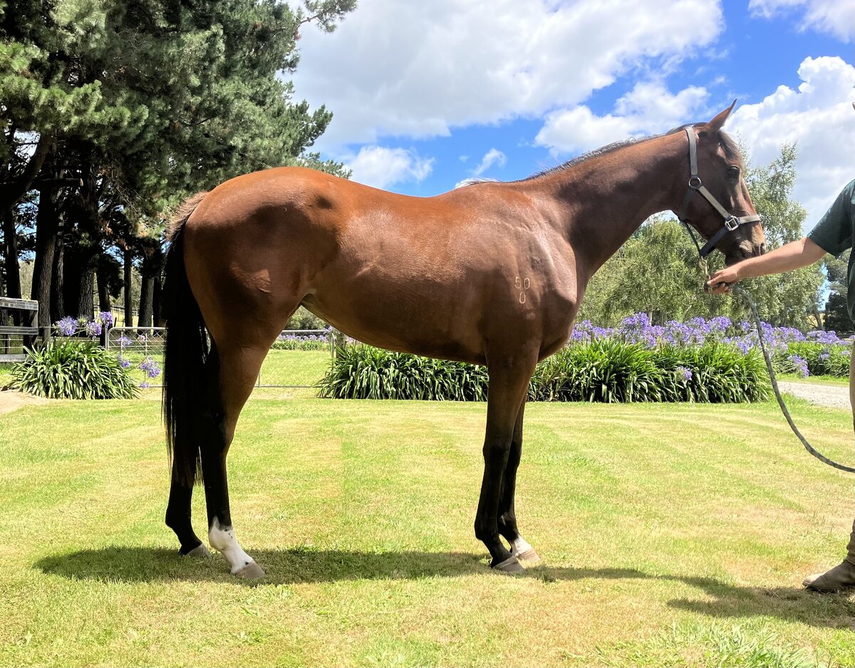 Greene Racing | We are ambitious and we love to win | Horses Available