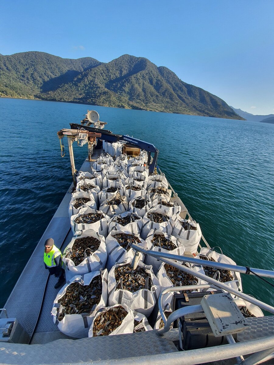Mussel Bed Restoration - August 2020 update | Marine Farming ...