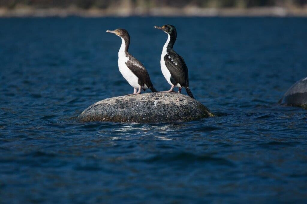 King Shag update | Marine Farming Association Incorporated