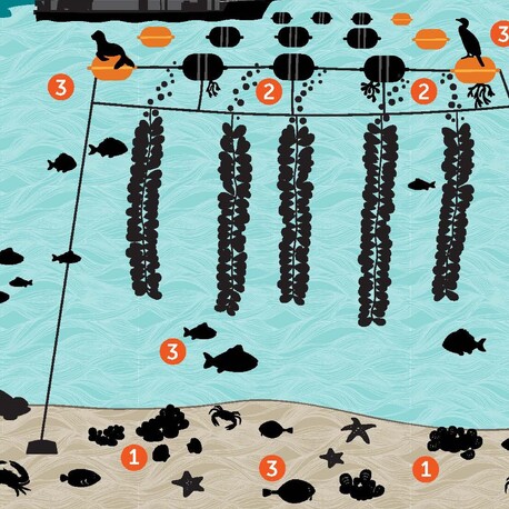 Project Work | Marine Farming Association Incorporated