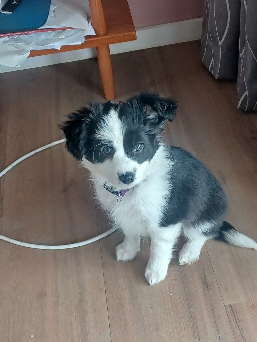 My puppy- goals and training plans | Lifestyle Solutions CHB