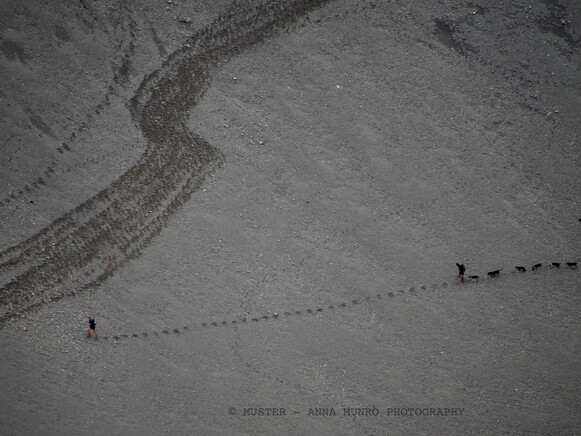 MUSTER Photography | Rural and high country muster photos