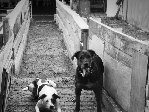 MUSTER Photography | Rural and high country muster photos