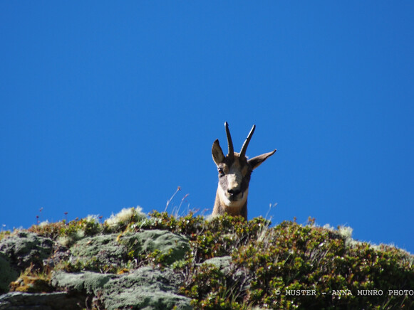 MUSTER Photography | Rural and high country muster photos