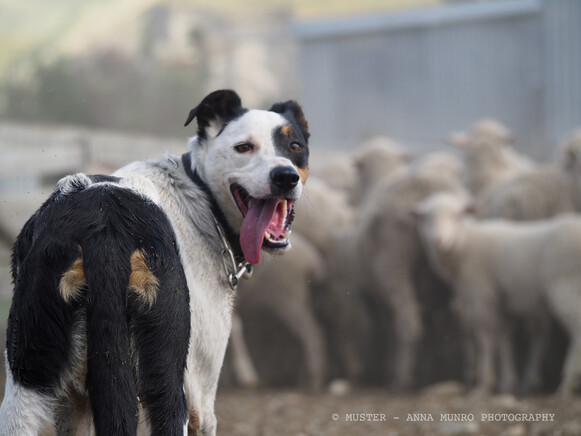 MUSTER Photography | Rural and high country muster photos