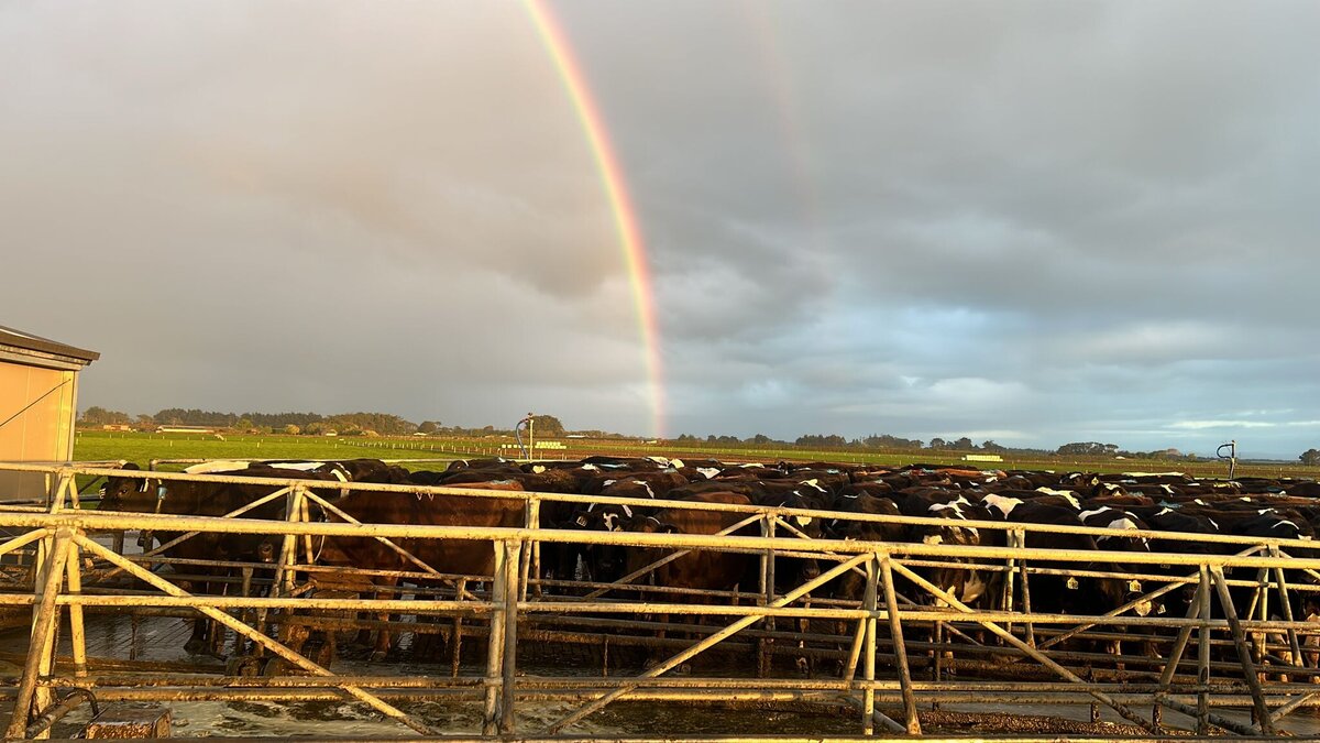 Weekly Farm Summary - 18 October 2023 | Southern Dairy Hub