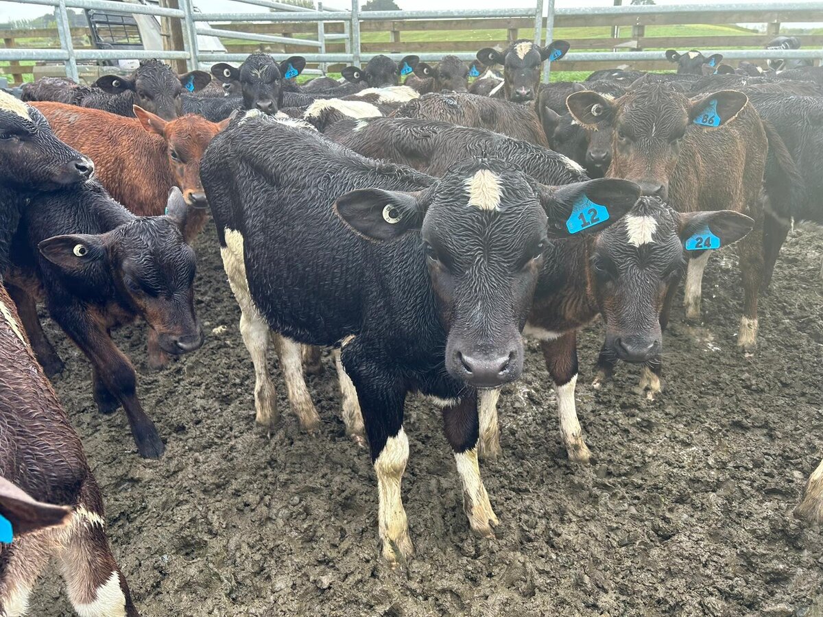 Weekly Farm Summary 25 October 2023 | Southern Dairy Hub