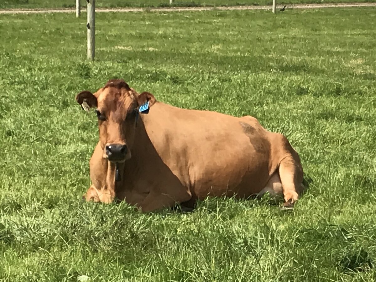 Weekly Farm Summary - 22 November 2023 | Southern Dairy Hub