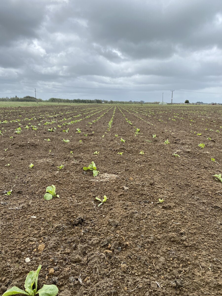 Weekly Farm Summary 13 December 2023 | Southern Dairy Hub