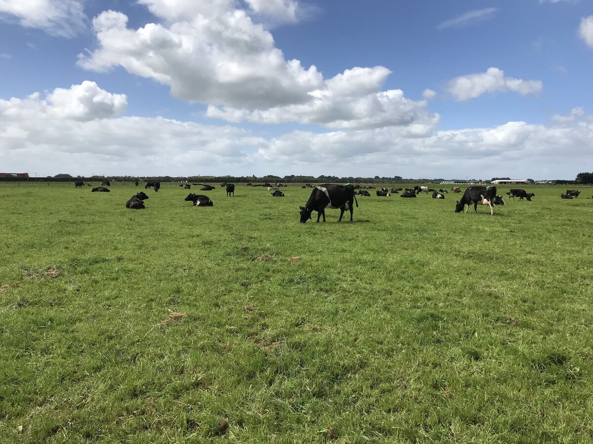 Weekly Farm Summary 29 November 2023 | Southern Dairy Hub