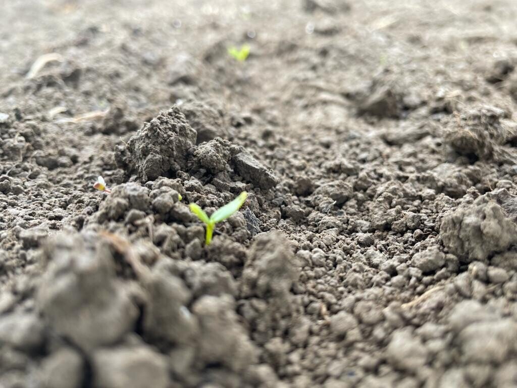 Weekly Farm Summary - 15 November 2023 | Southern Dairy Hub