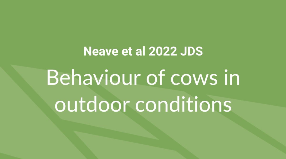 Behaviour of cows in outdoor conditions | Southern Dairy Hub