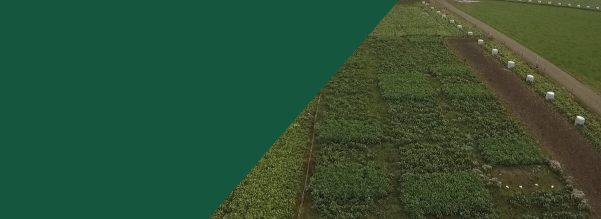 Nitrate leaching from winter forage | Southern Dairy Hub