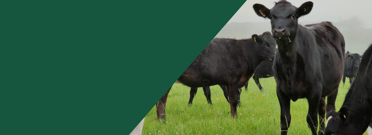 Effect Of Crop Type On Calf Size And Traits | Southern Dairy Hub