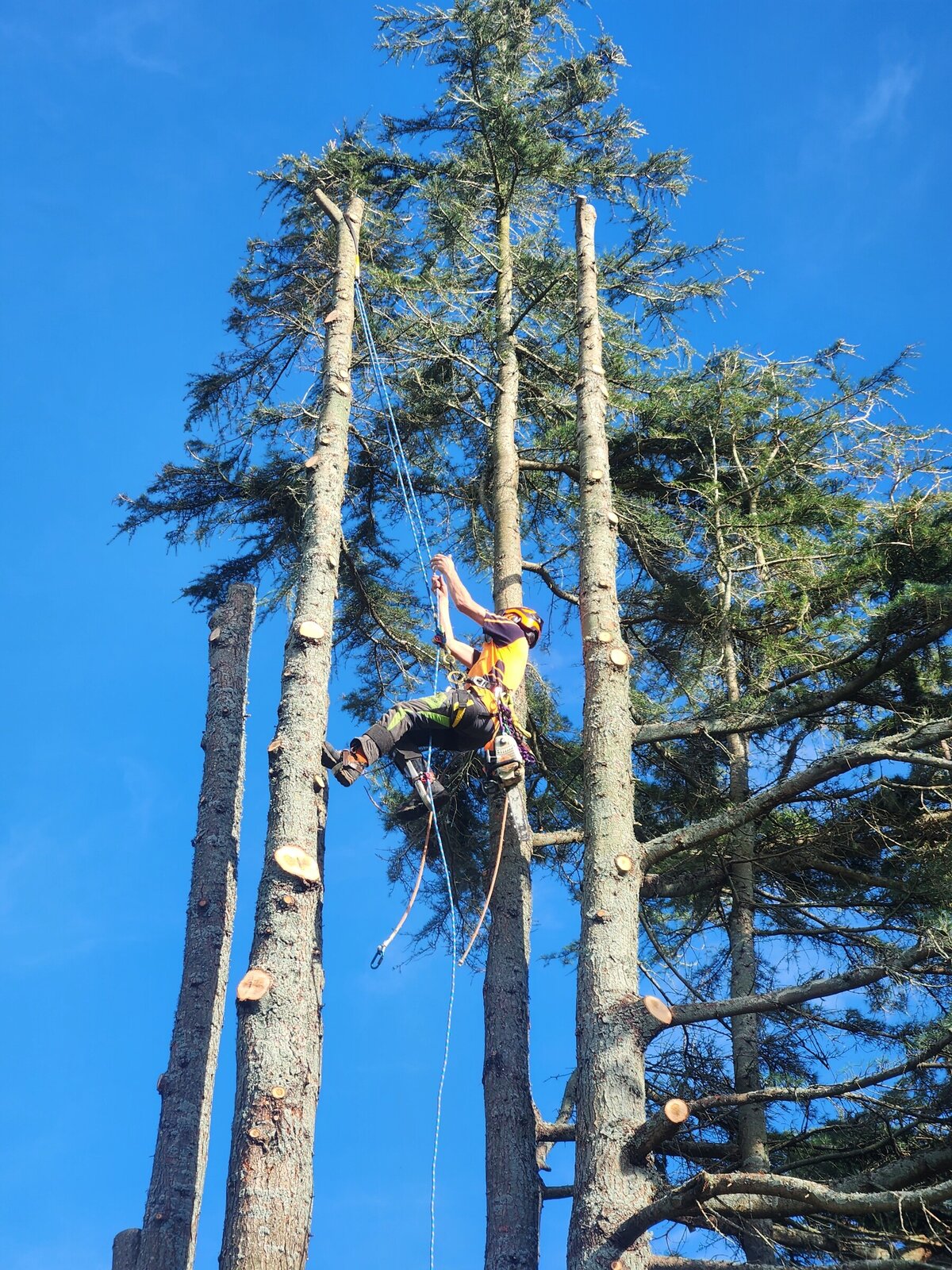 Tree Services Gallery | Total Tree Care