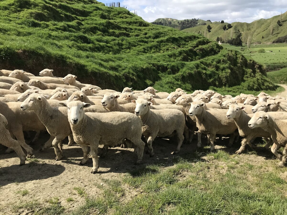 Annual Ram Sales | Paparata Elite Romney | New Zealand | Paparata
