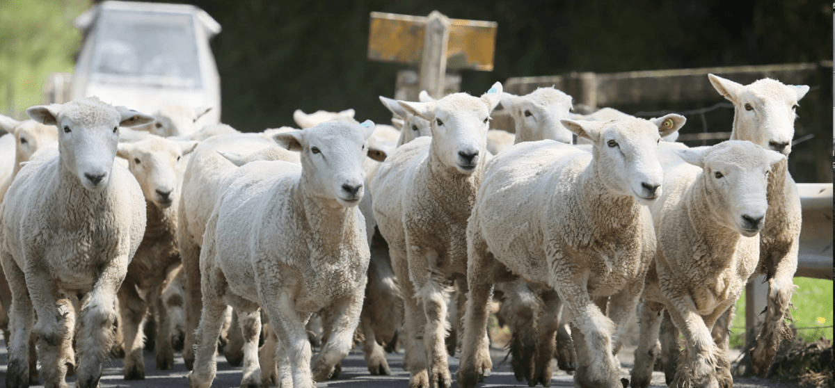 Sheep Breeding | A century of experience | Paparata Farms | Paparata