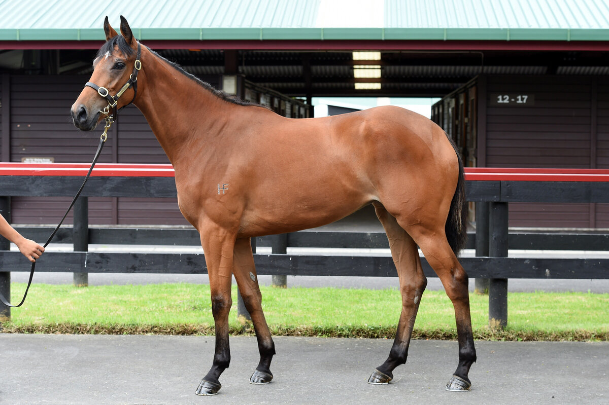 Richardson Racing Stables | Graham Richardson |Training excellence