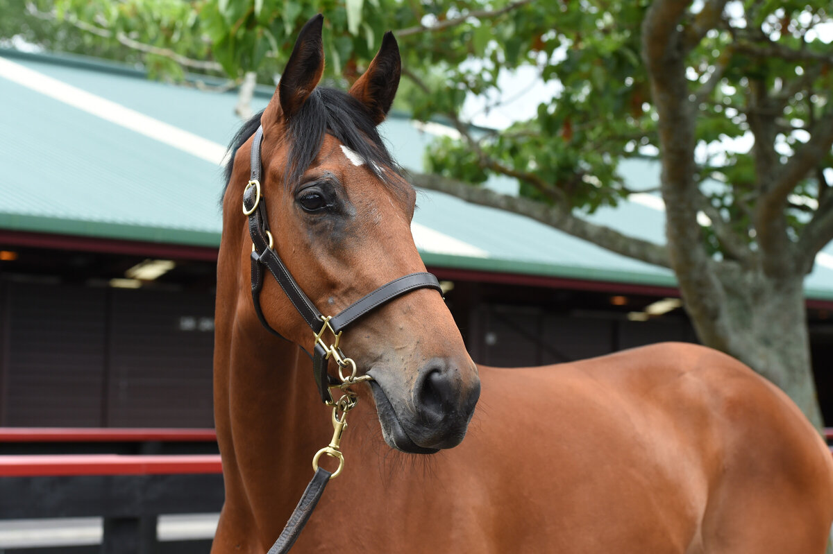 Richardson Racing Stables | Graham Richardson |Training excellence