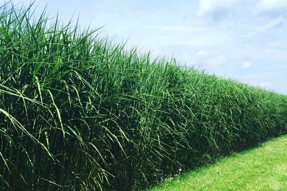 Grass Used as Fuel Source | Miscanthus