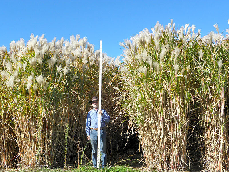 Tall grass proves its versatility | Miscanthus