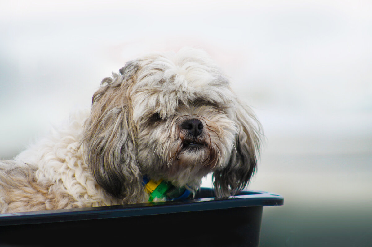 A stunning boutique farm in the gorgeous Clutha Valley | Bruce Farm Alpacas