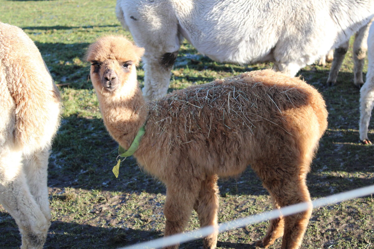 Ever wanted to own an alpaca, but don't have a farm? No problems ...