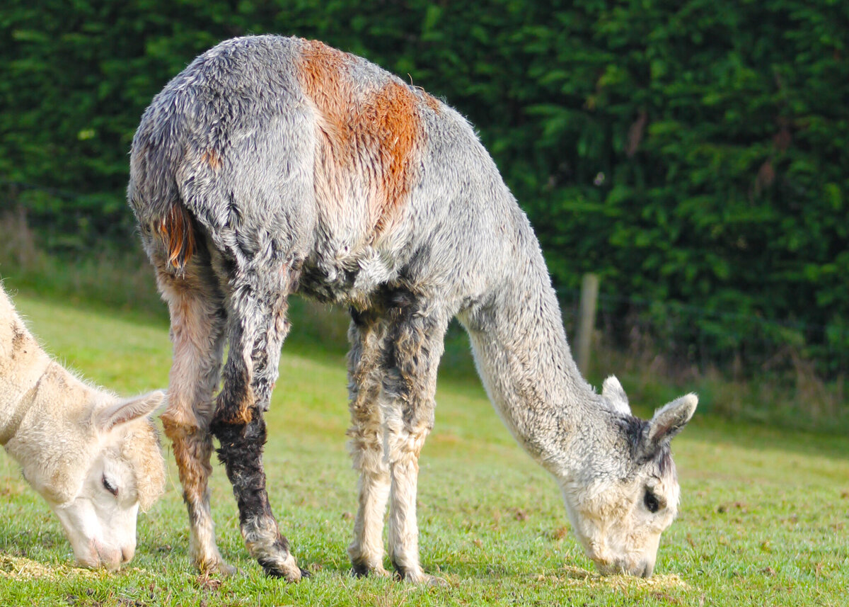 At Bruce Farm, we have the Huacaya Breed alpaca, the "Teddy Bear ...