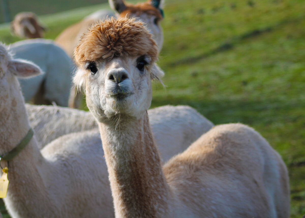 At Bruce Farm, we have the Huacaya Breed alpaca, the "Teddy Bear ...