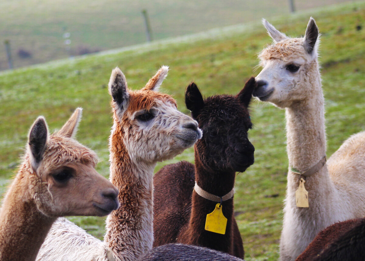 At Bruce Farm, we have the Huacaya Breed alpaca, the "Teddy Bear ...
