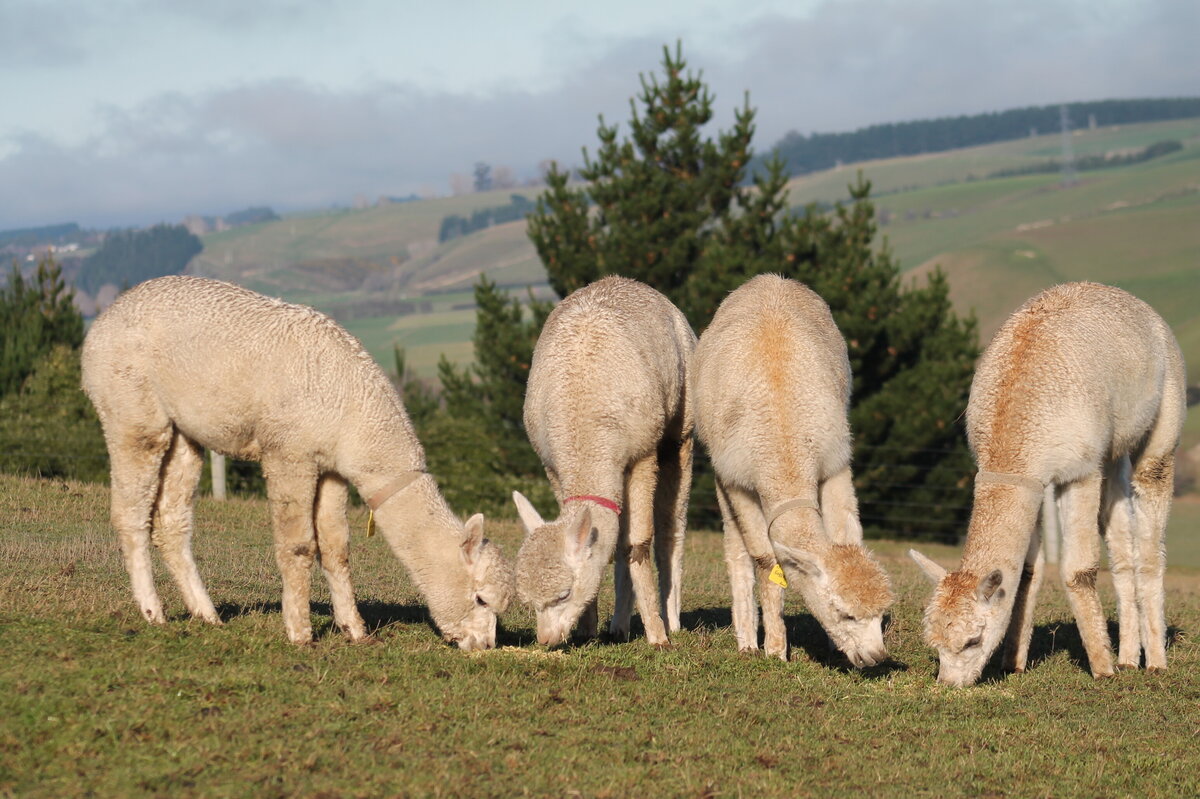Meet our absolutely adorable alpacas, each with their own unique ...