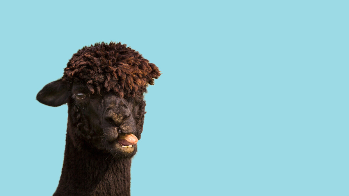 At Bruce Farm, we have the Huacaya Breed alpaca, the "Teddy Bear ...