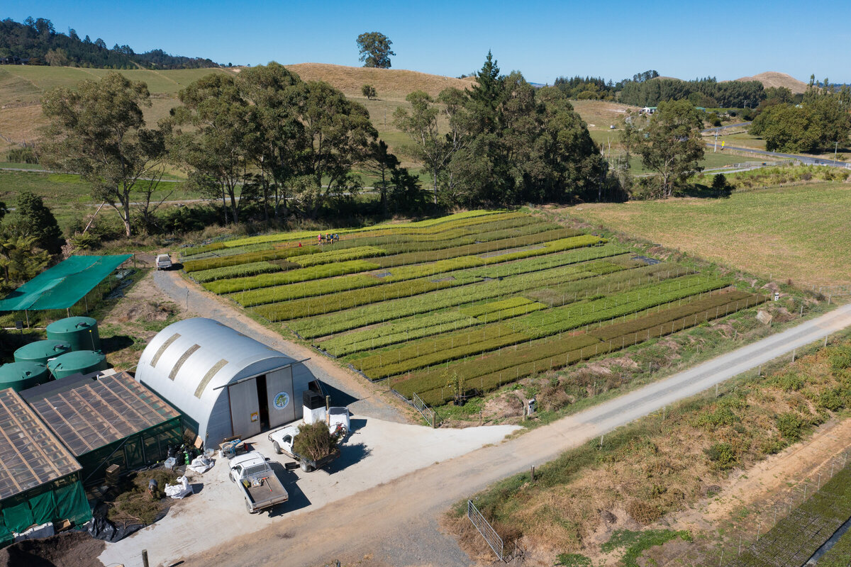 Native Trees NZ | Restore Native