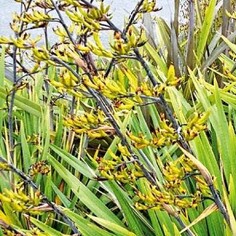 Home | Restore Native