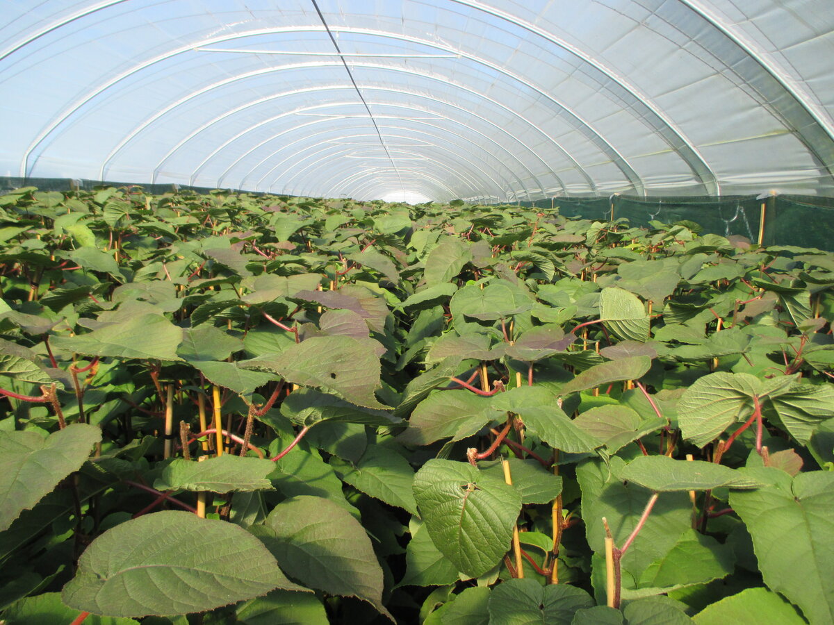 Kiwifruit Rootstock | BH Horticulture Ltd