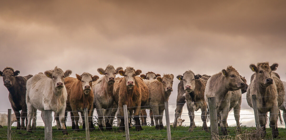 Rural Exchange NZ (RENZ) | Contact Us