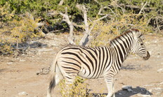 Gallery | The Safari Company