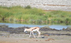 Gallery | The Safari Company