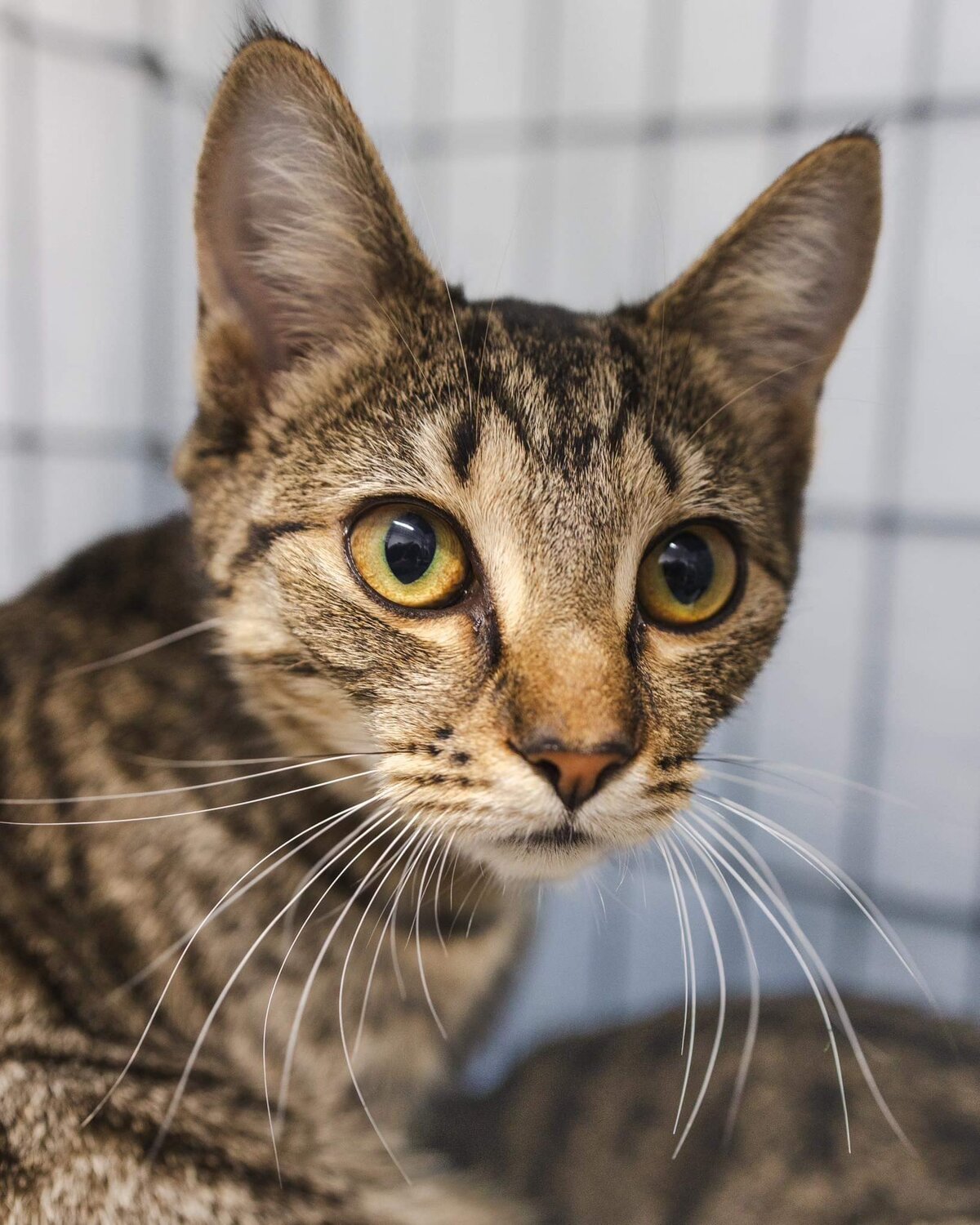 Animal Rescue | Taranaki Animal Protection Trust