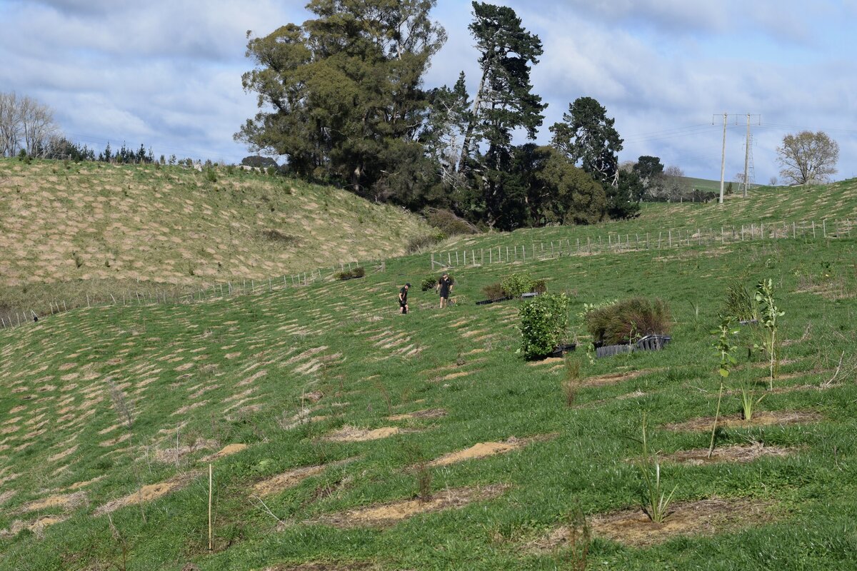 Native Planting | Cambridge | Riparian Developments