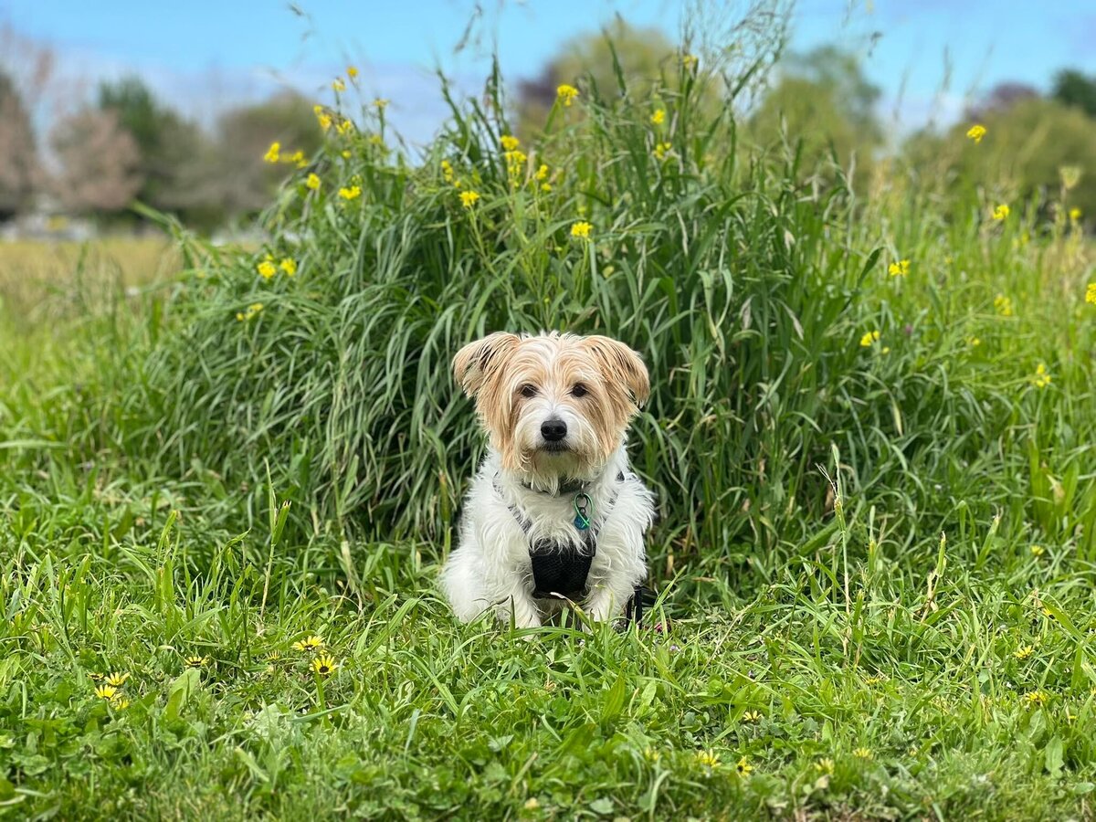 Contact | Critter Care | Waikato