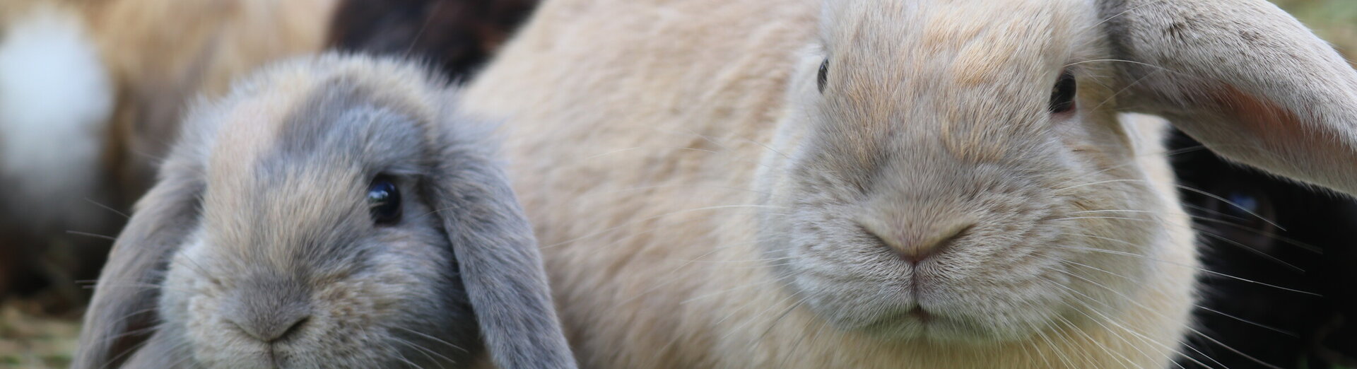 Rabbits For Adoption