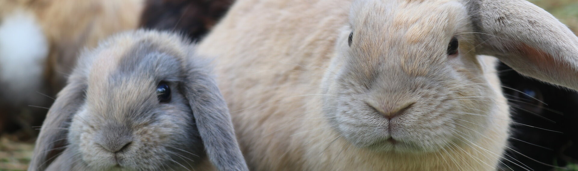 Rabbits For Adoption