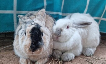 Rabbits For Adoption