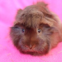 Auckland Cavy Care