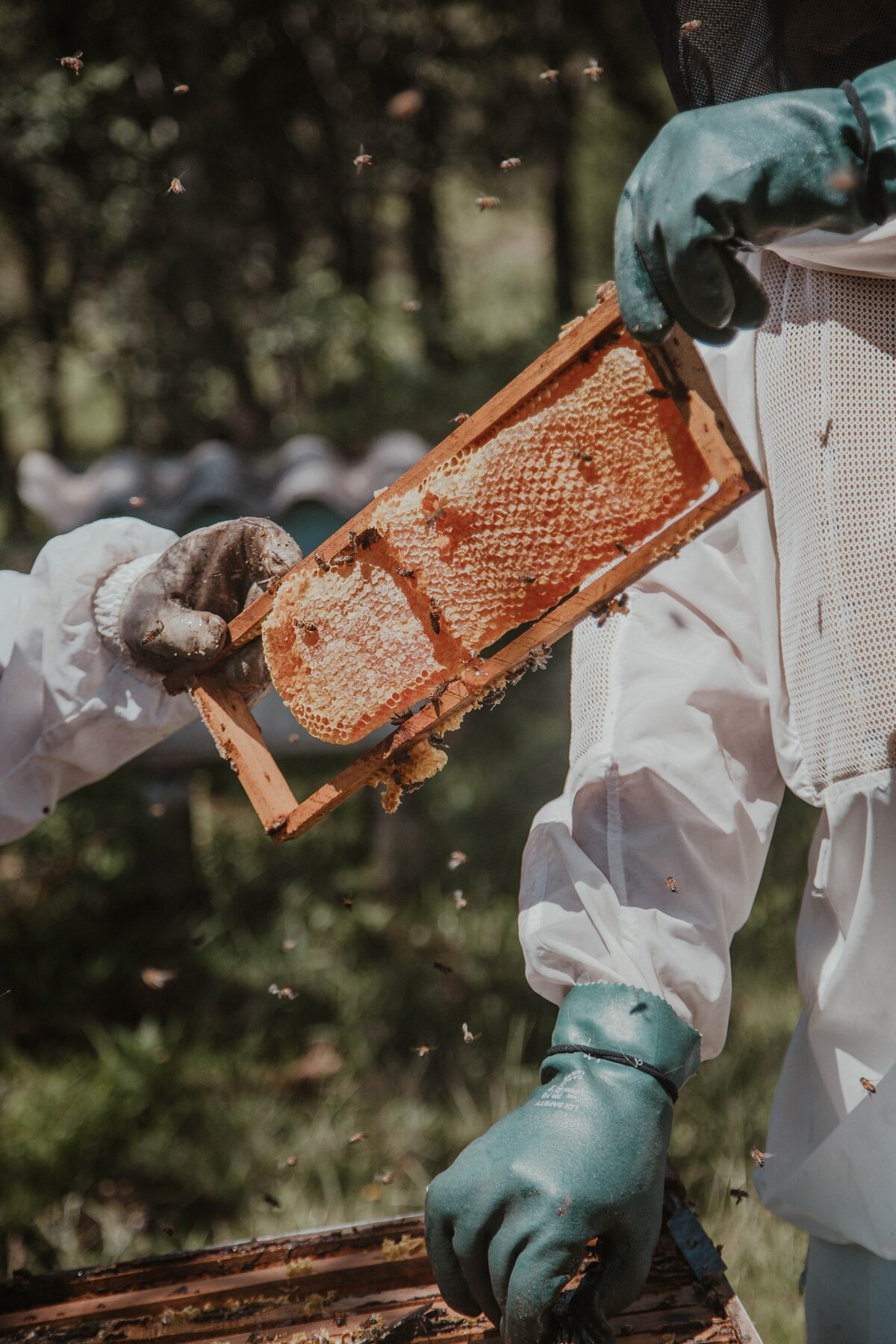 Home | Wellington Beekeepers Association