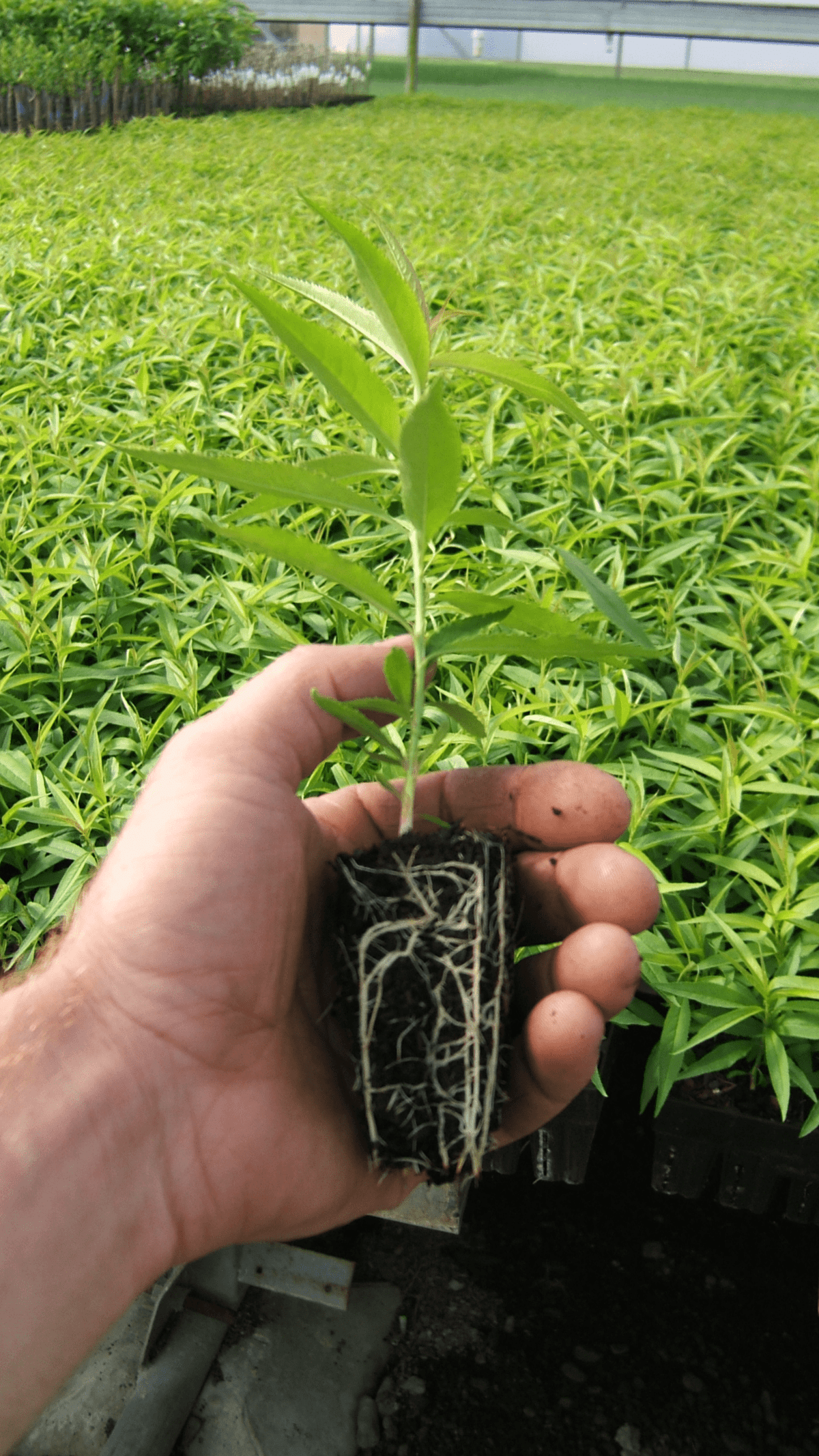 Seedlings Hill Nurseries