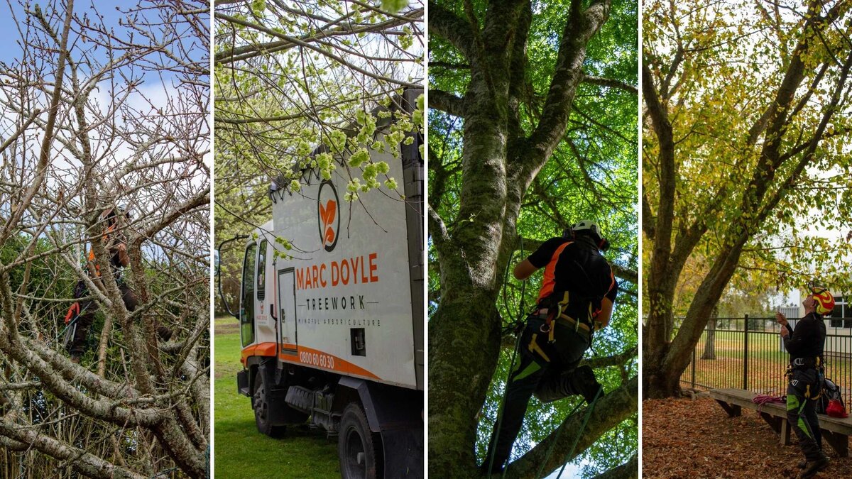 How Do Trees Change With The Seasons? | Marc Doyle Treework