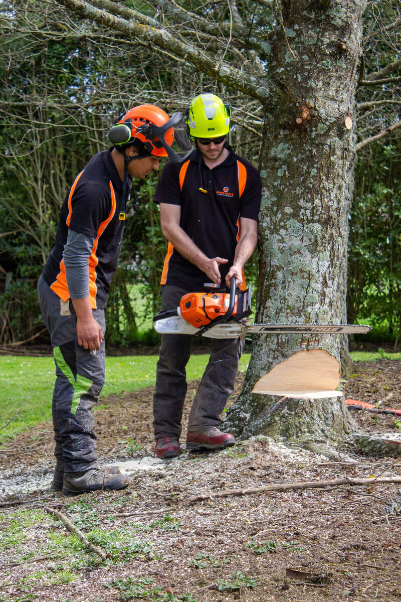Reasons To Call An Arborist | Marc Doyle Treework